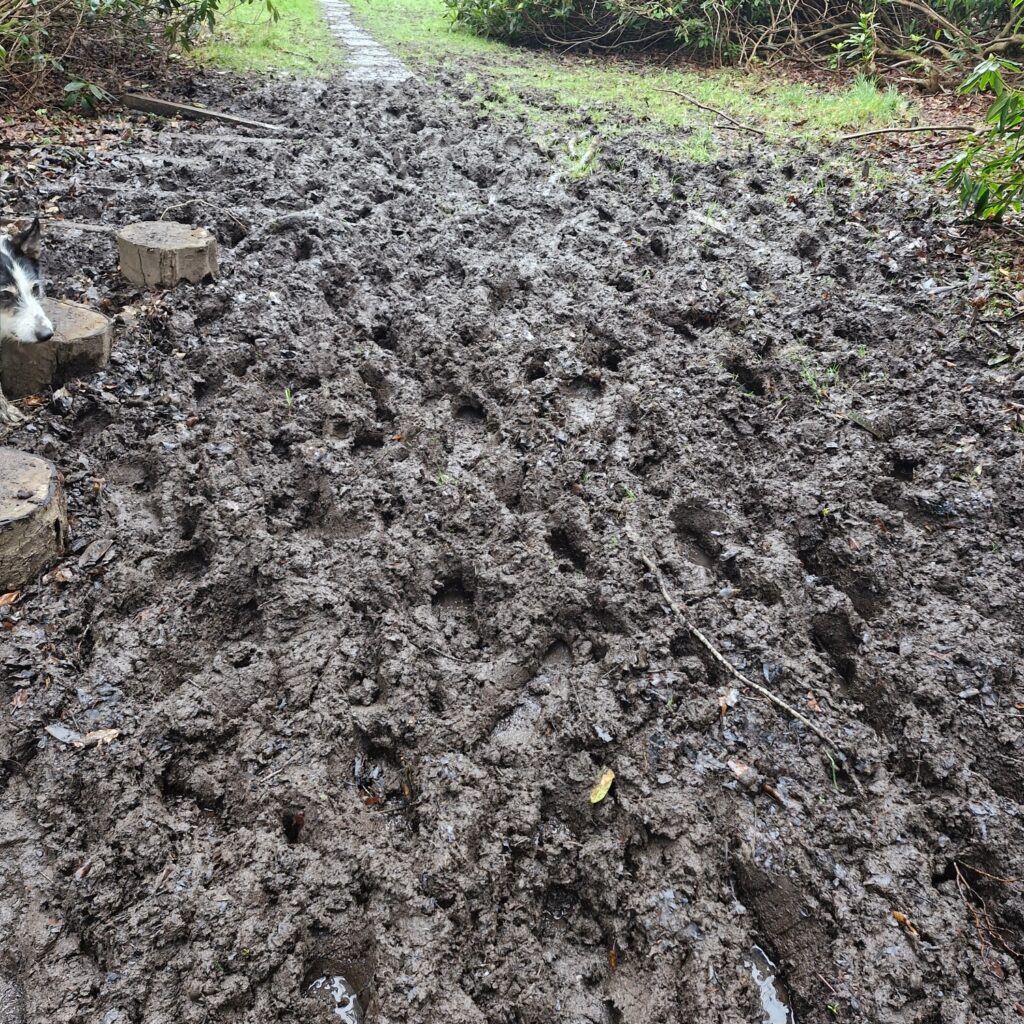 Pollok Park Trail Race event report - Acorn Trails